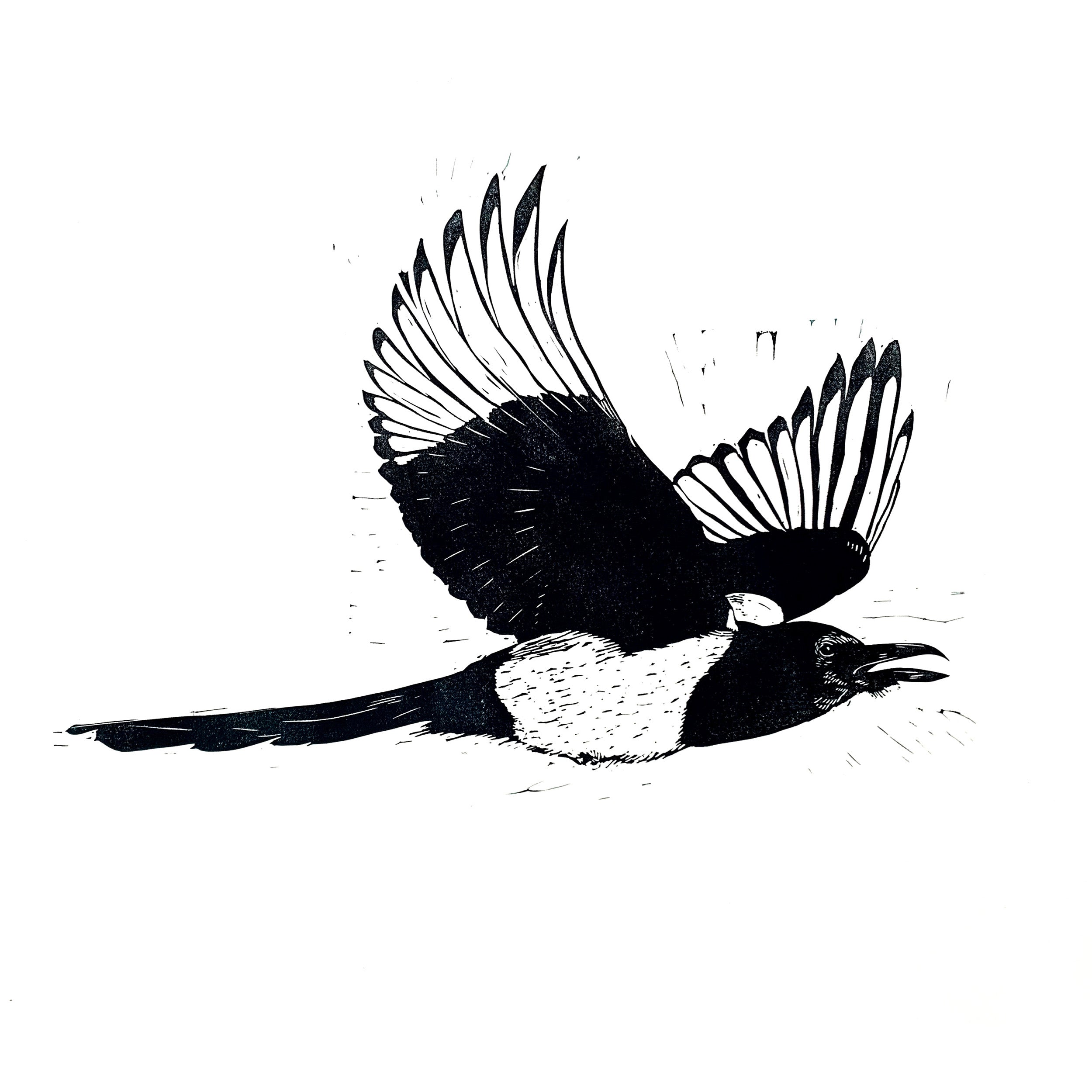 Birds – James Nunn Art